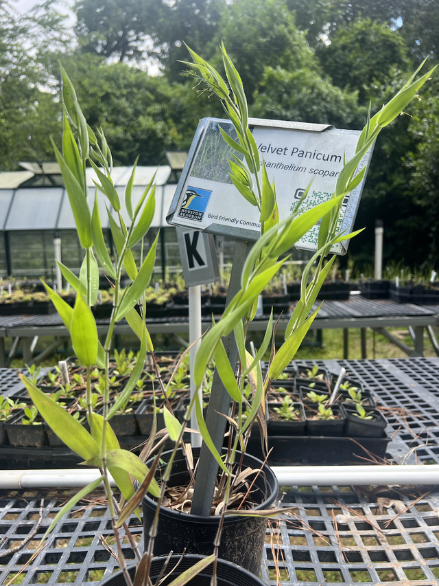 Dichanthelium scoparium (Velvet Panicgrass)